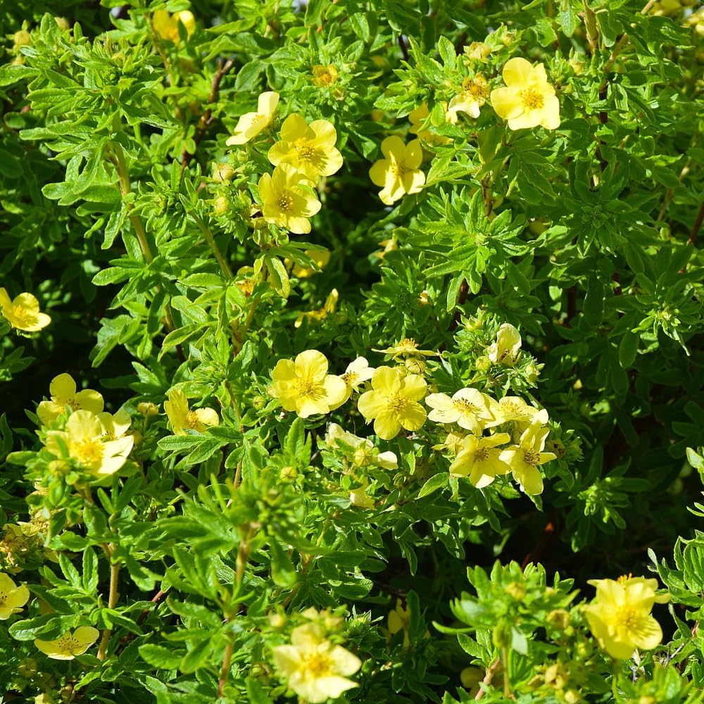 Amazon.com : Live Yellow Potentilla Plant, Flower Potentilla Starter ...