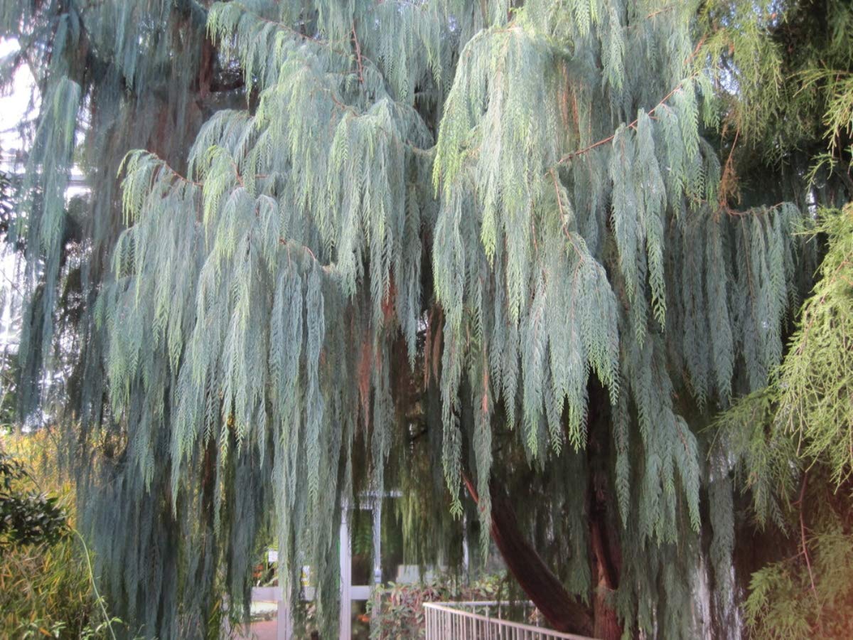 Shop 360 Garden Cupressus Cashmeriana Bhutan Cypress Kashmir Cypress ...