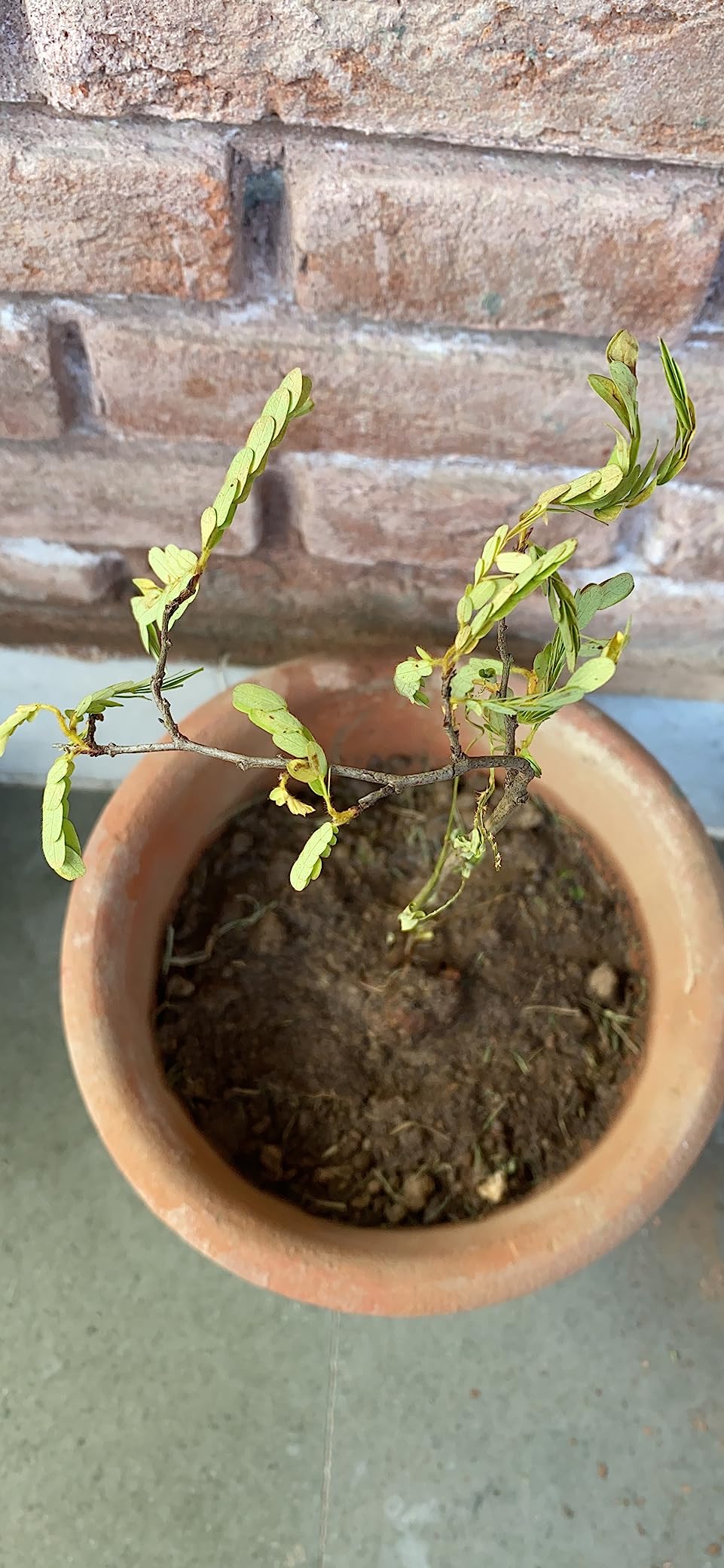 Creative Farmer Live Plant Dwarf Sweet Tamarind Tamarindus Indica ...