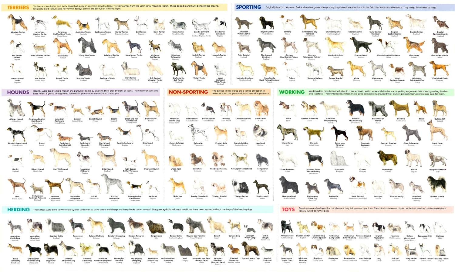 Buy Generic Dog Breeds and Groupings Breeds of Dog Chart 24""x36 ...