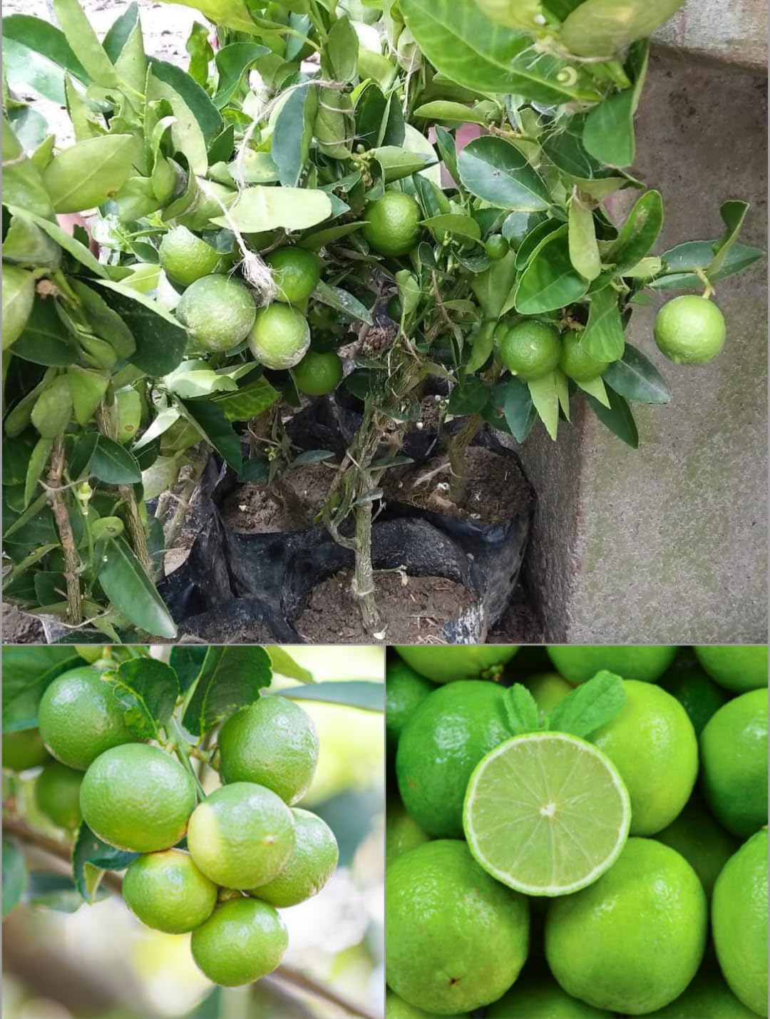 Seedless Lemon Plant Plant Pack of 1 Healthy Live Grafted Hybrid All ...