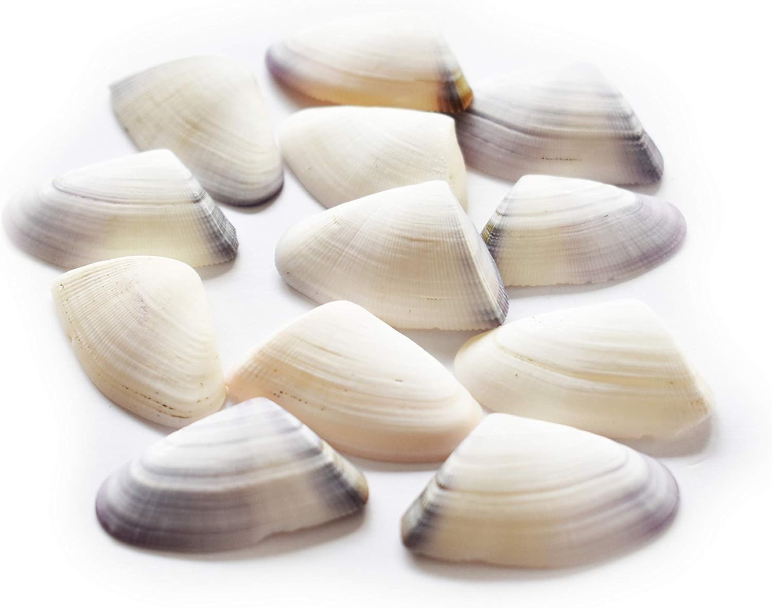 Amazon.com: Set of 50 Purple/White Donax Shells (1"-1 1/2") Seashells ...