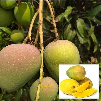 HAPING Badami Badam Mango Aam Grafted Fruit Live Plant (1.5-3 Feet ...