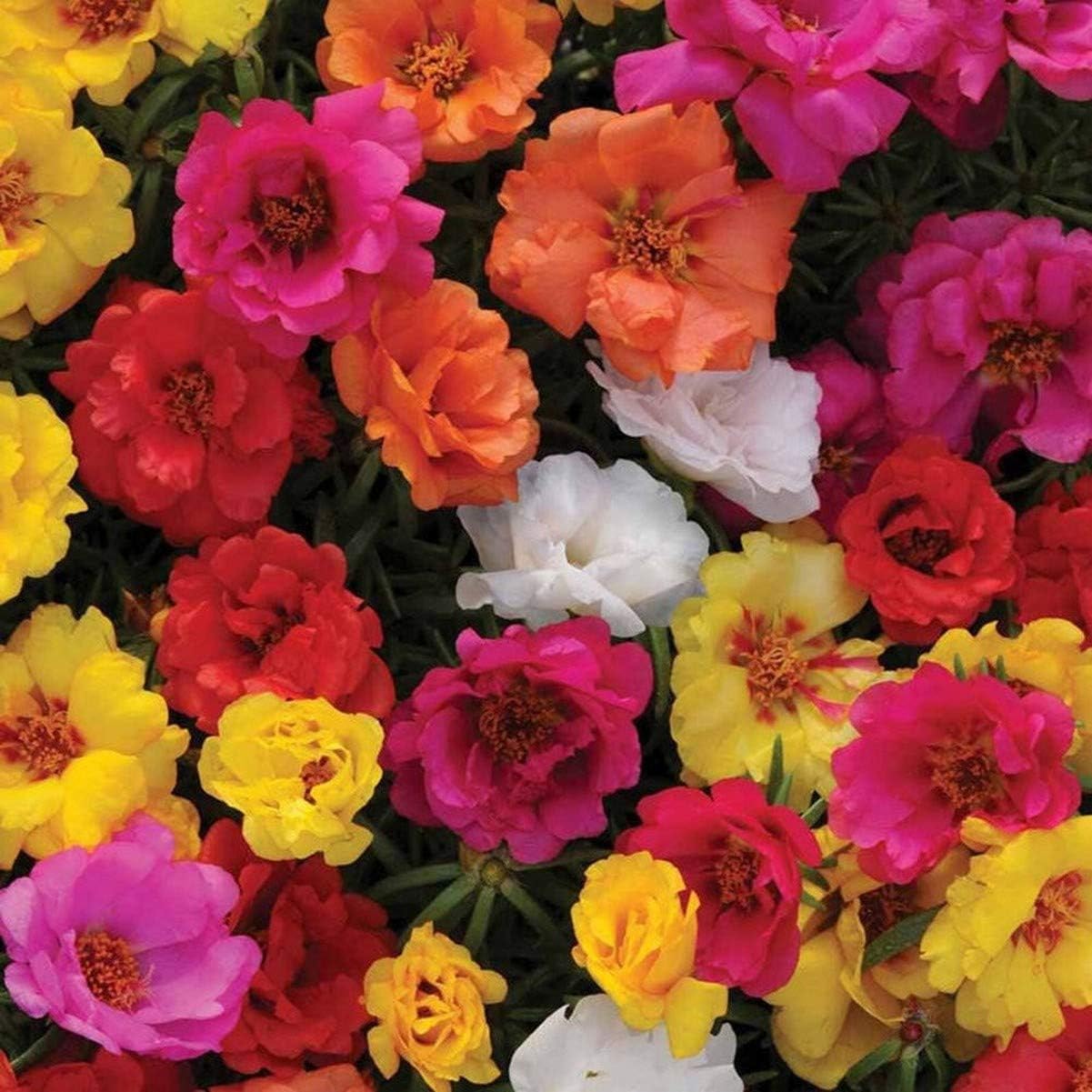 1000 Portulaca Grandiflora Double Mix Seeds - Mixed Colour Double ...