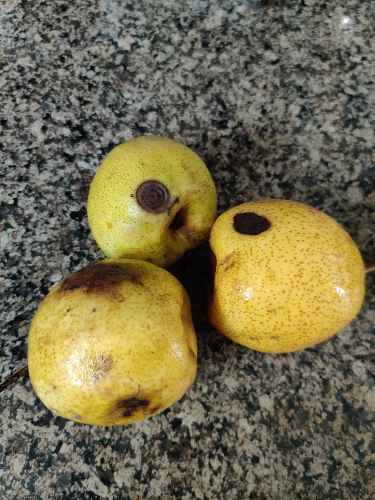 Fresh Pear Indian Nashpati Fruit, 500 g : Amazon.in: Grocery & Gourmet ...