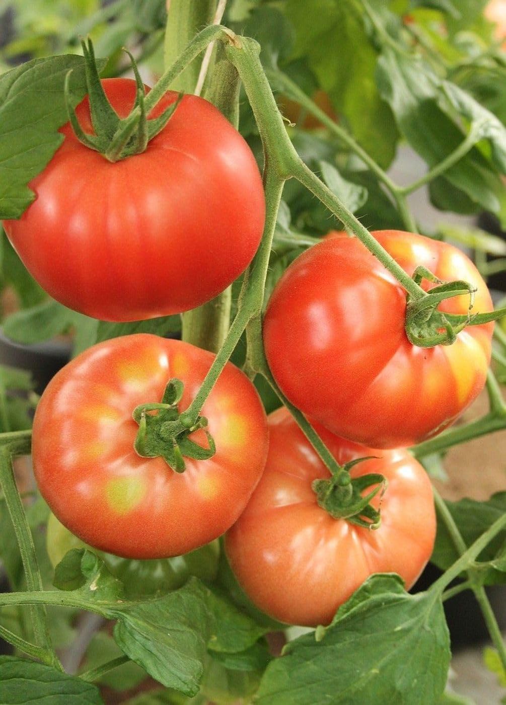 Amazon.com : Beefsteak Tomato 250 Seeds Heirloom, Non-GMO, Grow Giant ...