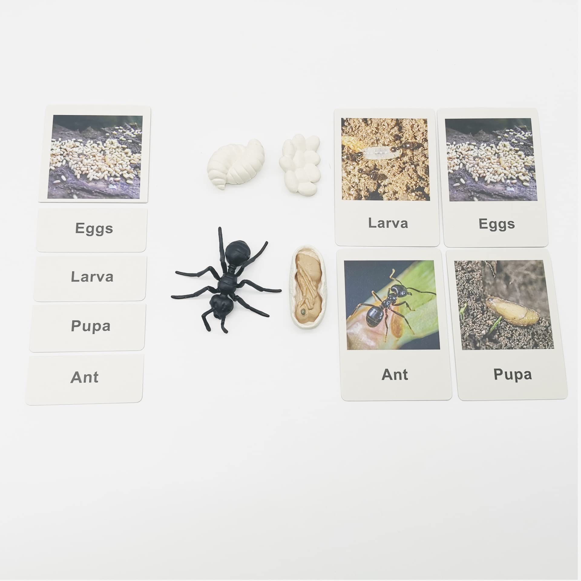 Buy Life Cycle Of Frogs And Ants Montessori 3 Part Animals Flashcards ...
