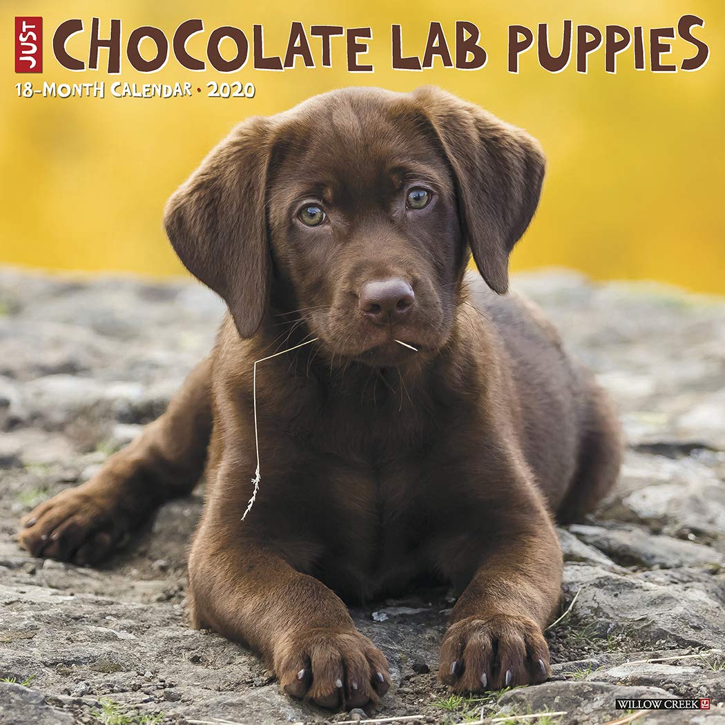 Just Chocolate Lab Puppies 2020 Wall Calendar (Dog Breed Calendar ...
