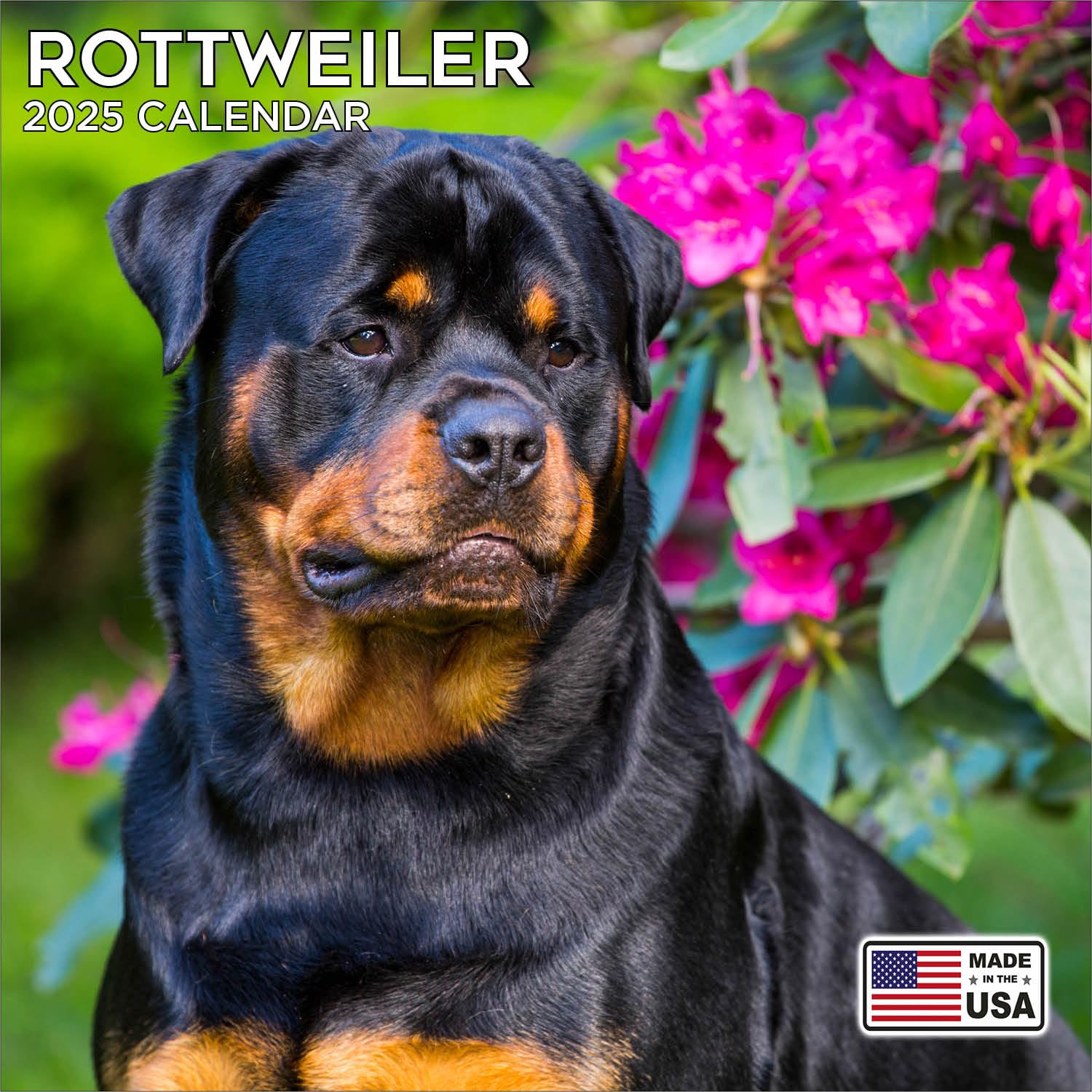 2025 Rottweiler Calendar - Dog Breed Wall Calendar - 12 x 24 Open ...