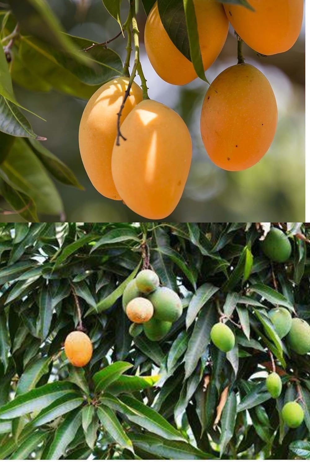 Cloud Farm Rare Dwarf King of Mango Plant Alphonso Grafted 1 Healthy ...