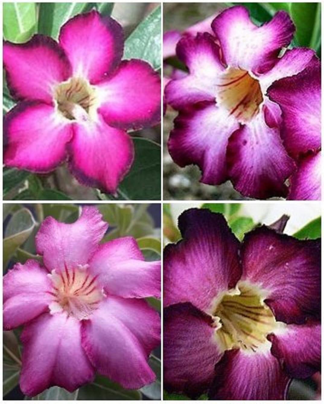 Amazon.com : Adenium Purple & Violet Variety MIX Sold By EXOTIC CACTUS ...