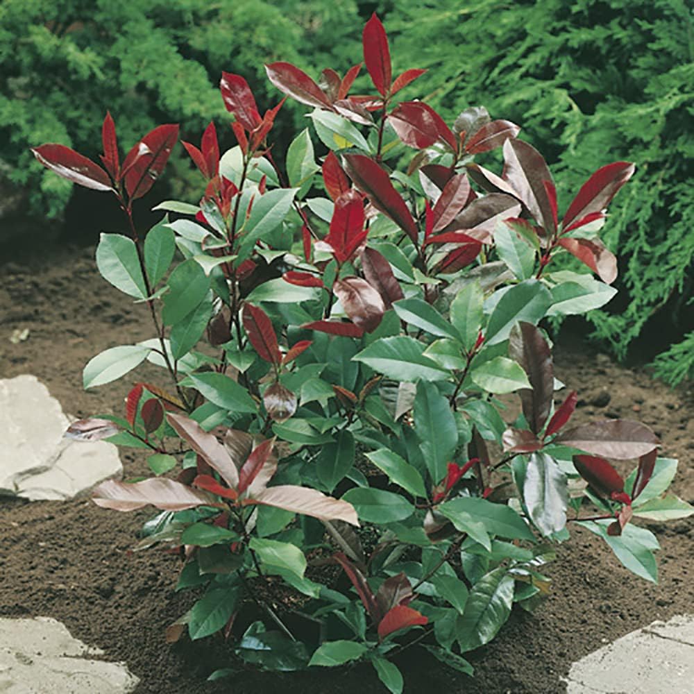 Photinia Little Red Robin x 2 Plants in 9cm Pots 15-20cm in Height ...