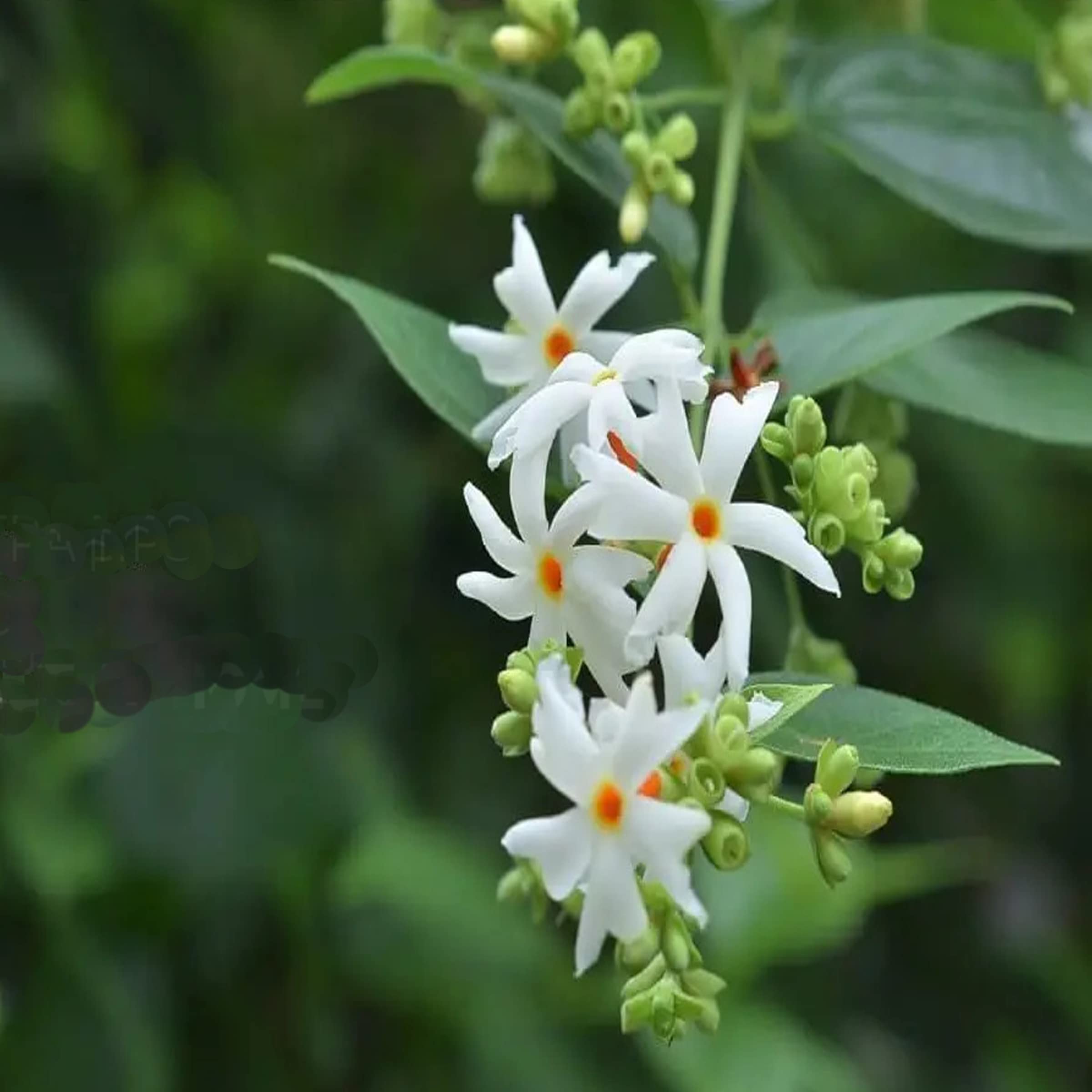 Exotic Parijat (Harshringar) Seeds - Beautiful Fragrant Flowers for Home Garden - Fast ...