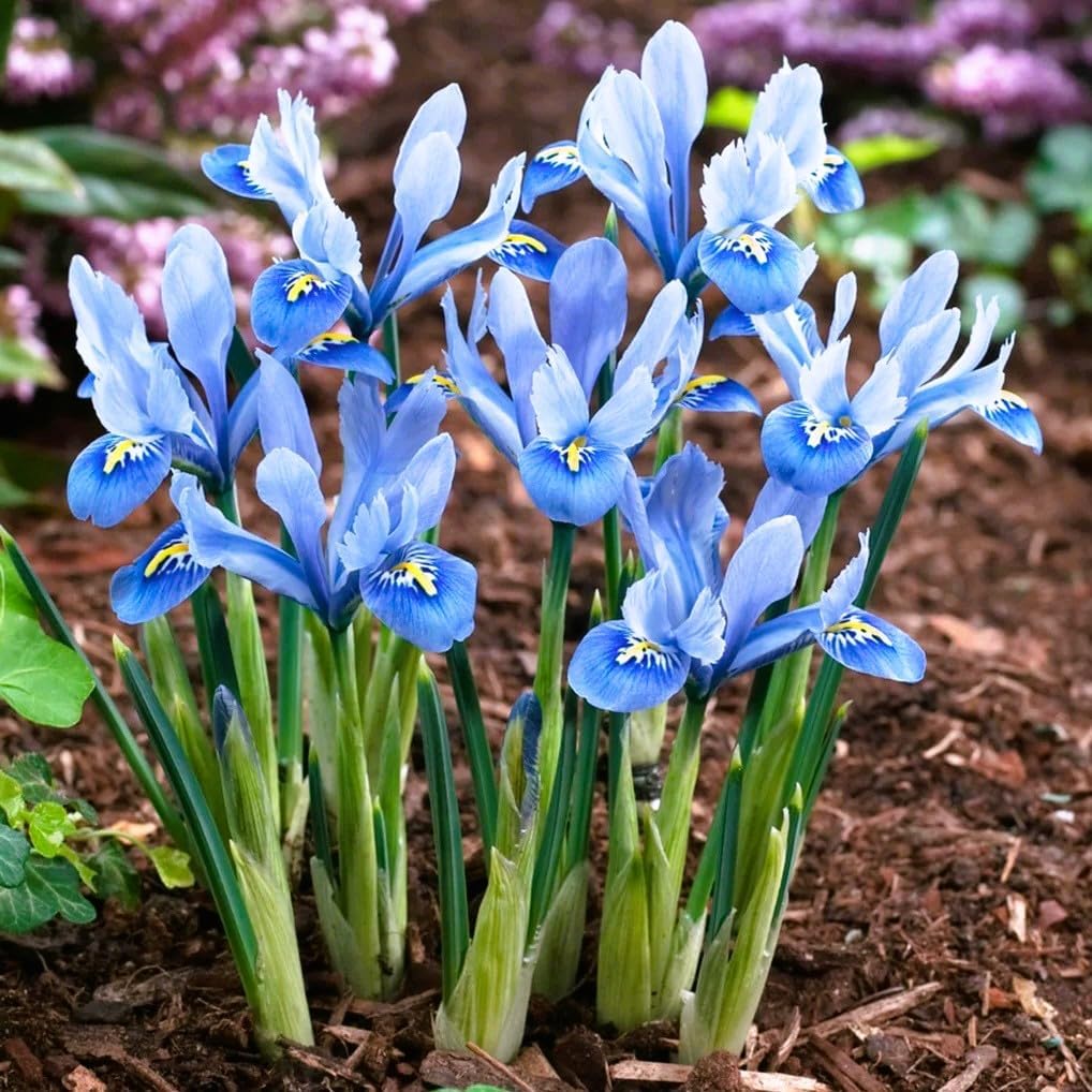 Amazon.com : Votaniki Iris Reticulata Alida Bulbs - Long Lasting Blooms ...