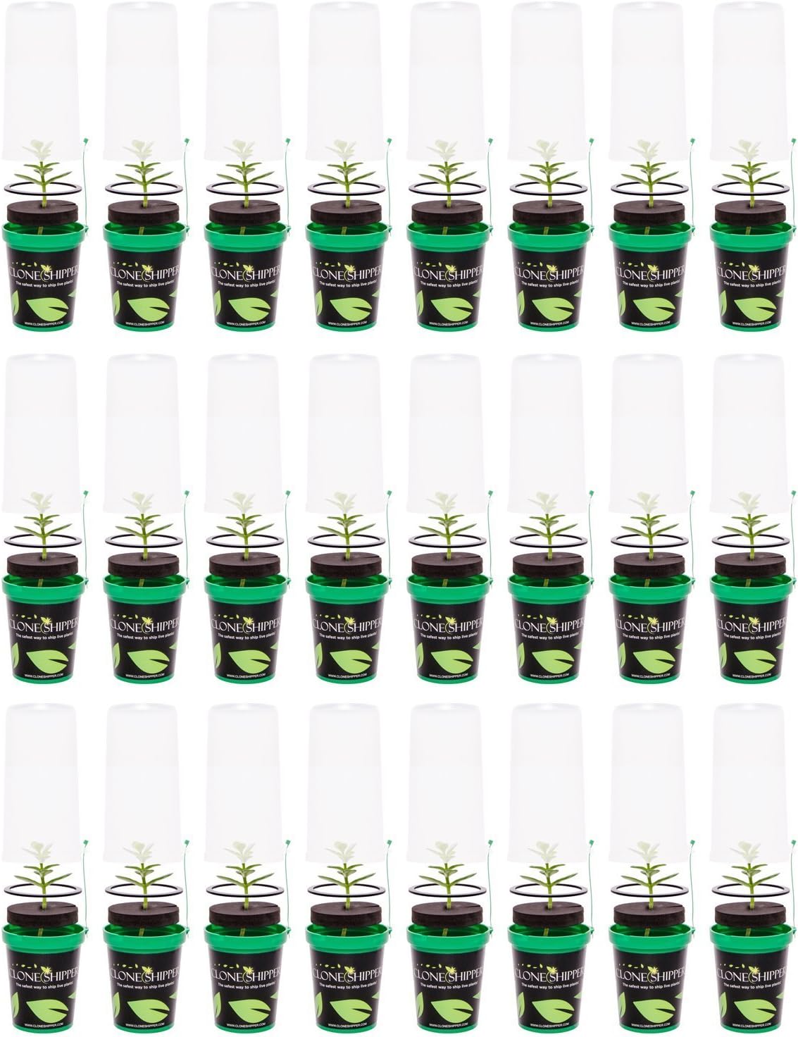 Amazon.com : Clone Shipper Classic Young Live Plant Seedling Clones ...
