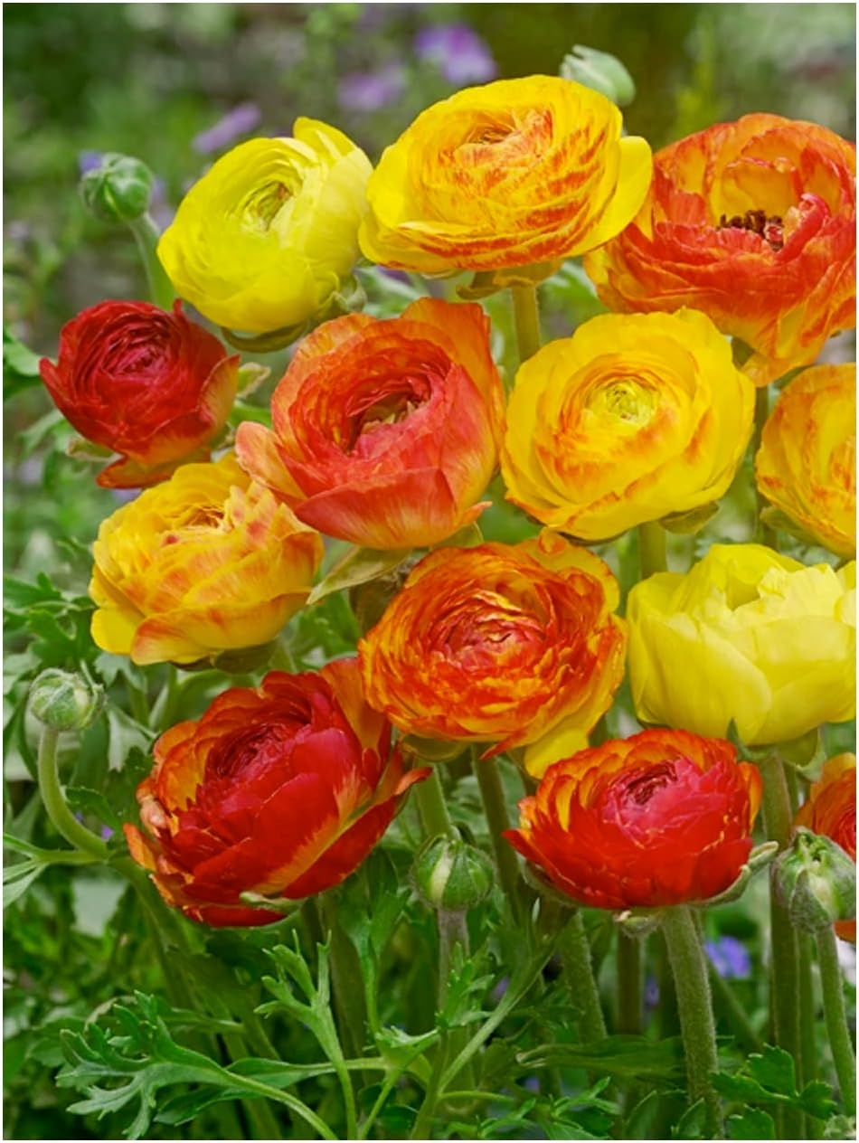 10 x Ranunculus Picotee Orange Spring Summer Flowering Bulbs Persian ...