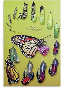 Amazon.com: Generic Insect Science Poster Butterfly Poster Monarch ...