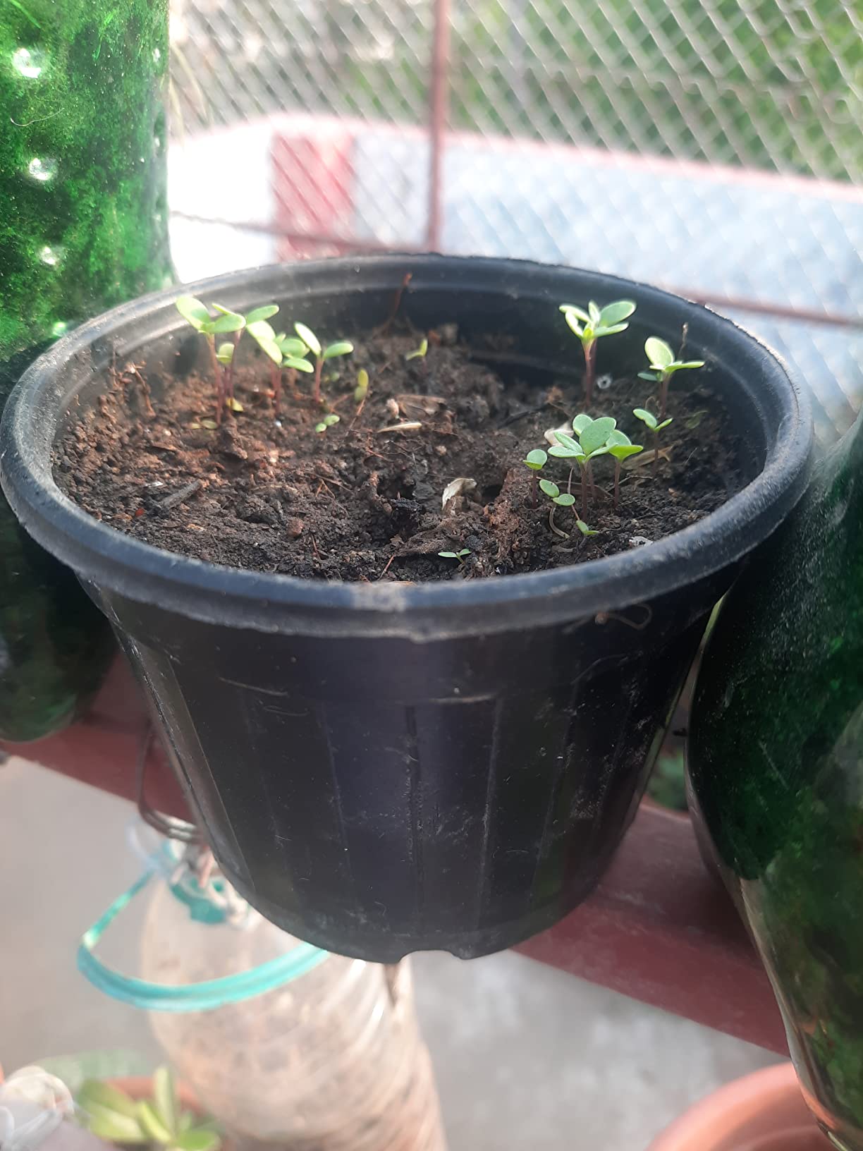 Ol Seed Alyssum Blue Flower Seeds (Pack Of 100 Seeds) : Amazon.in ...