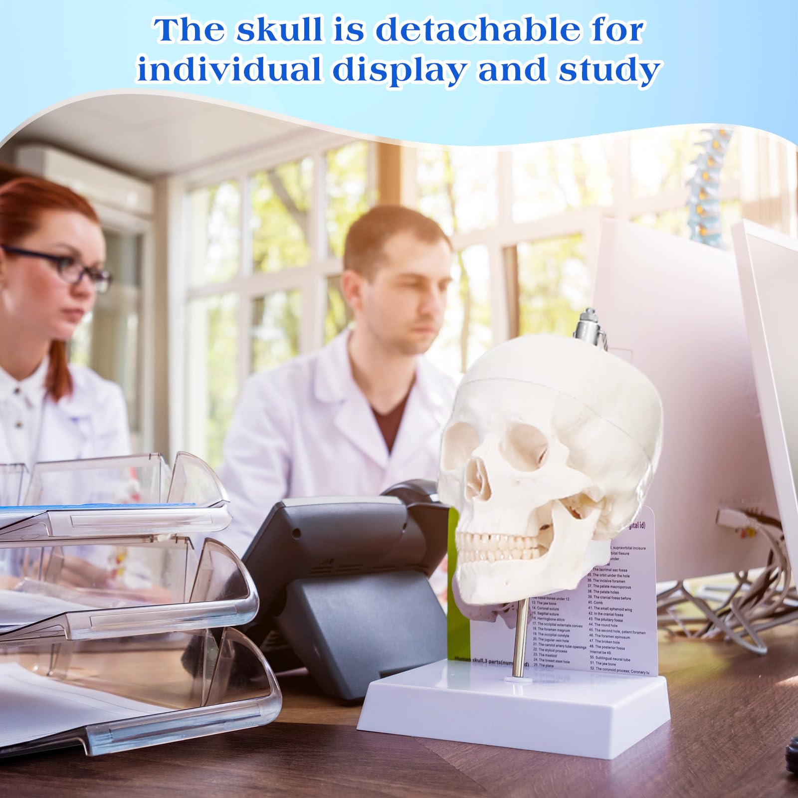 Snapklik.com : Menkxi Human Skeleton Model For Anatomy Refined PVC 70.8 ...