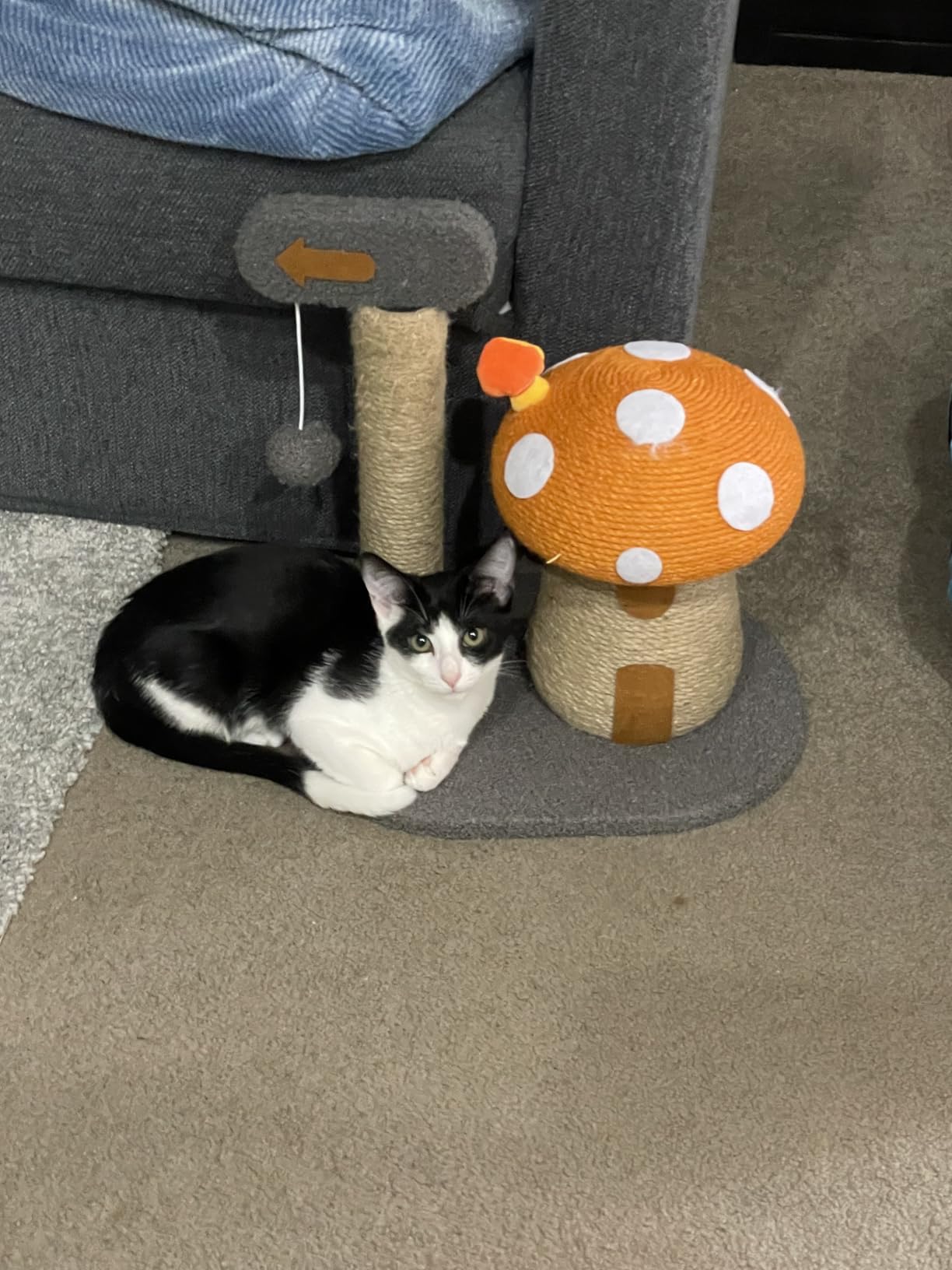 UHAPEER Mushroom Cat Scratcher Post, 2-in-1 Mushroom Claw Scratcher ...