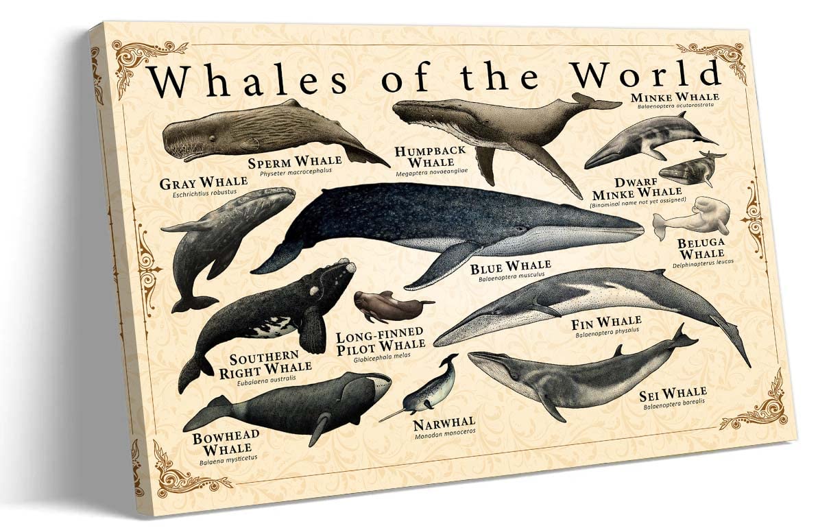 Infographic Poster Printing