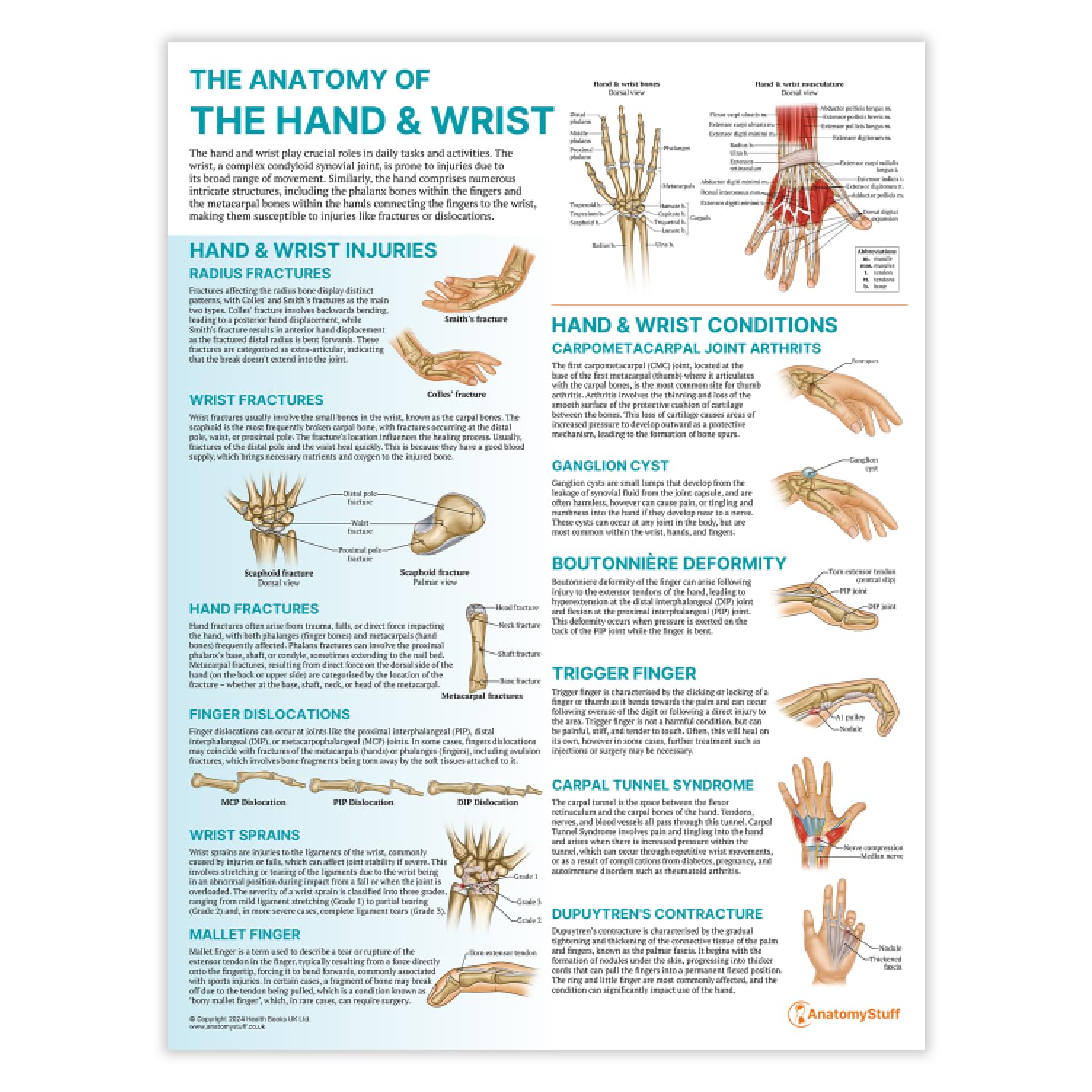 AnatomyStuff Anatomy of the Hand and Wrist Poster, 45x60 cm, 18x24 ...