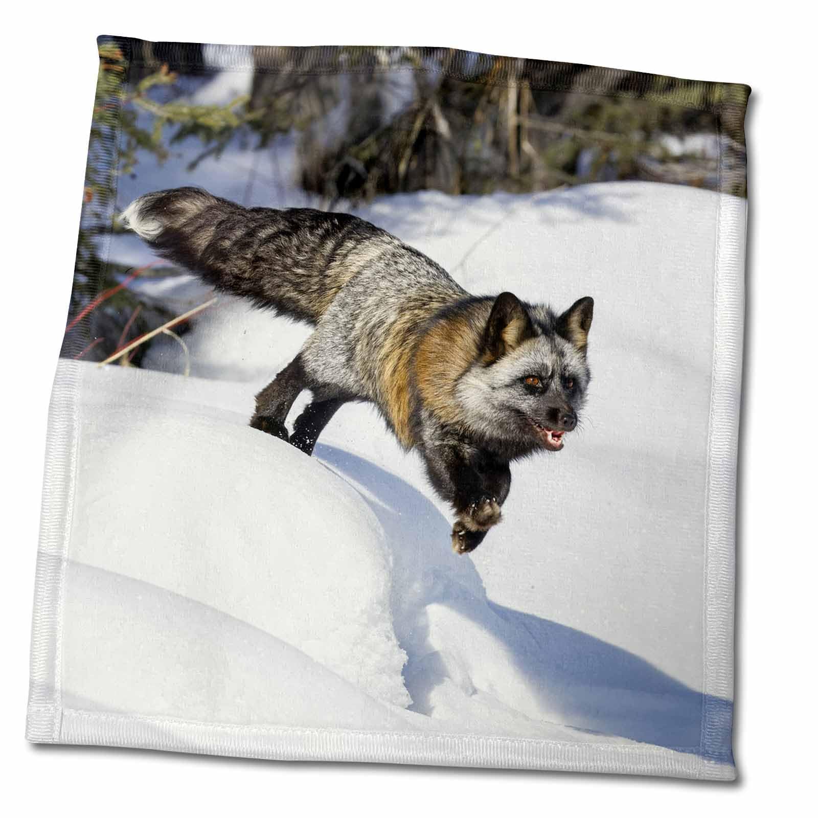Cross Red Fox