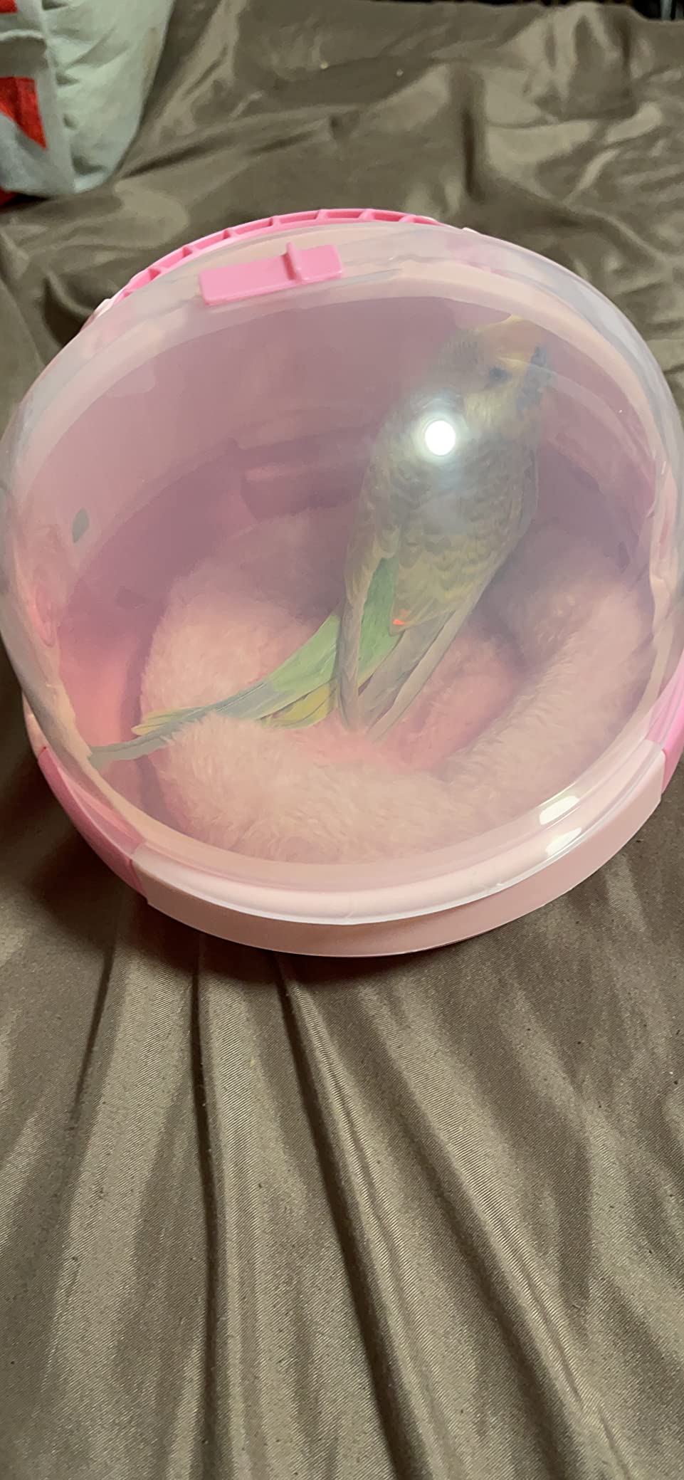 $5/mo - Finance Bonaweite Bird Travel Carrier, Transparent Easy Access ...