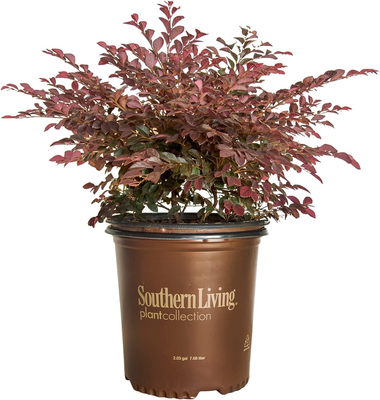 Amazon.com : 2 Gallon Southern Living Loropetalum Red Diamond Shrub ...