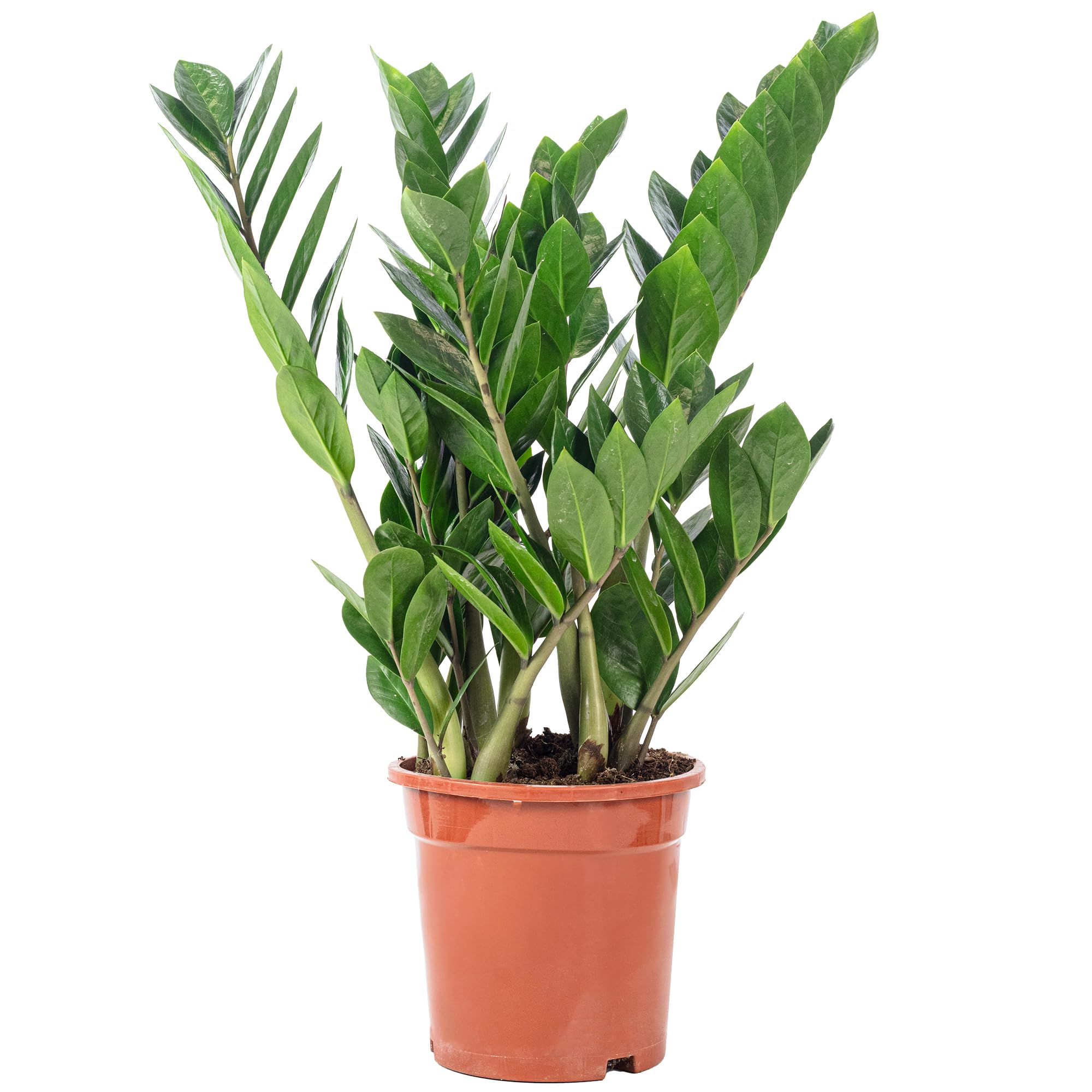 Plante ZZ - plante d'intérieur facile d'entretien, Zamioculcas ...