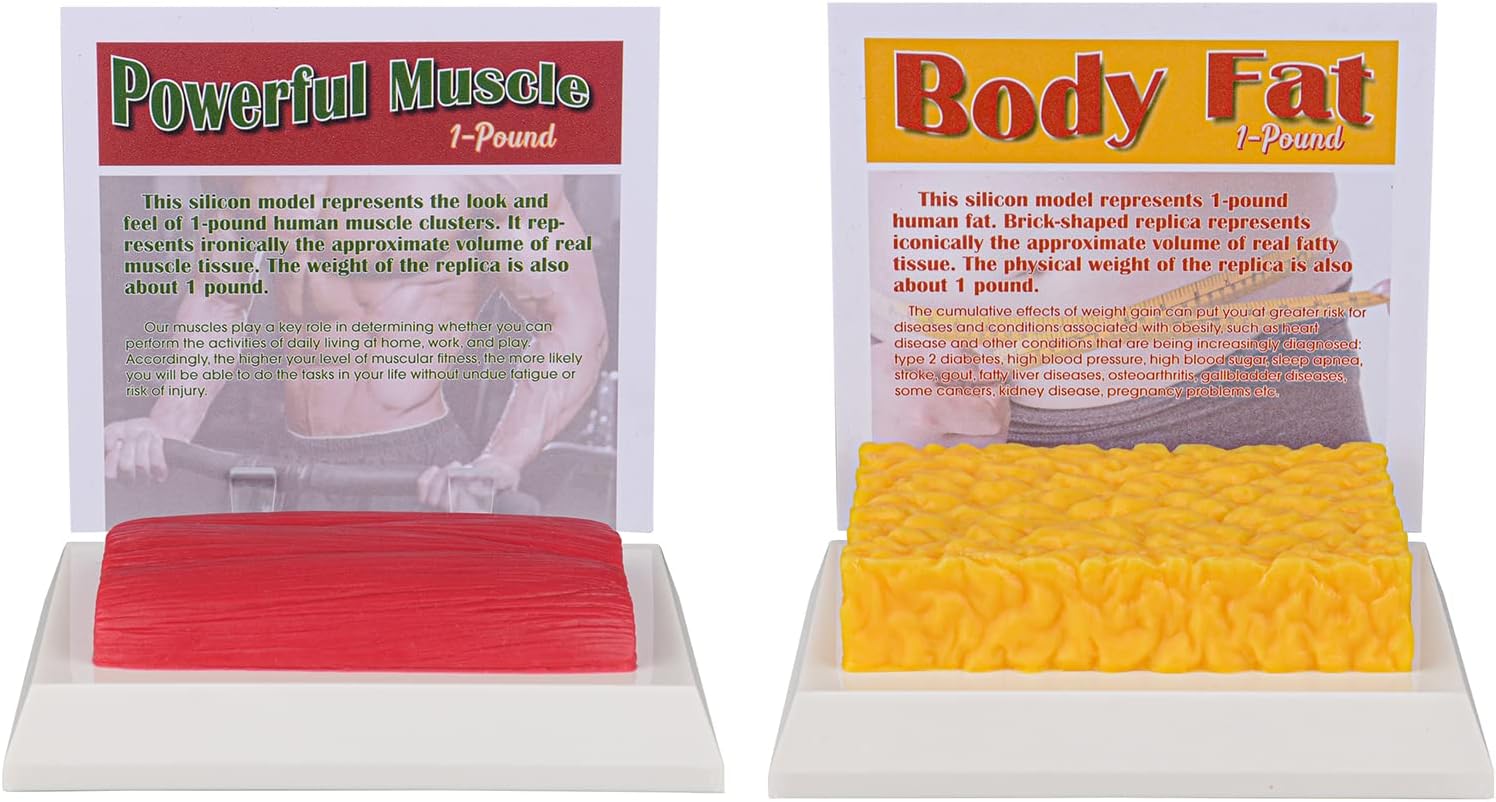 Amazon.com: SimCoach Human Body Fat & Muscle Replica 1 Lb, Keep Fit ...