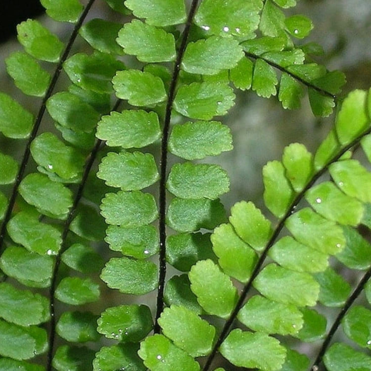 Fern Rhizomes