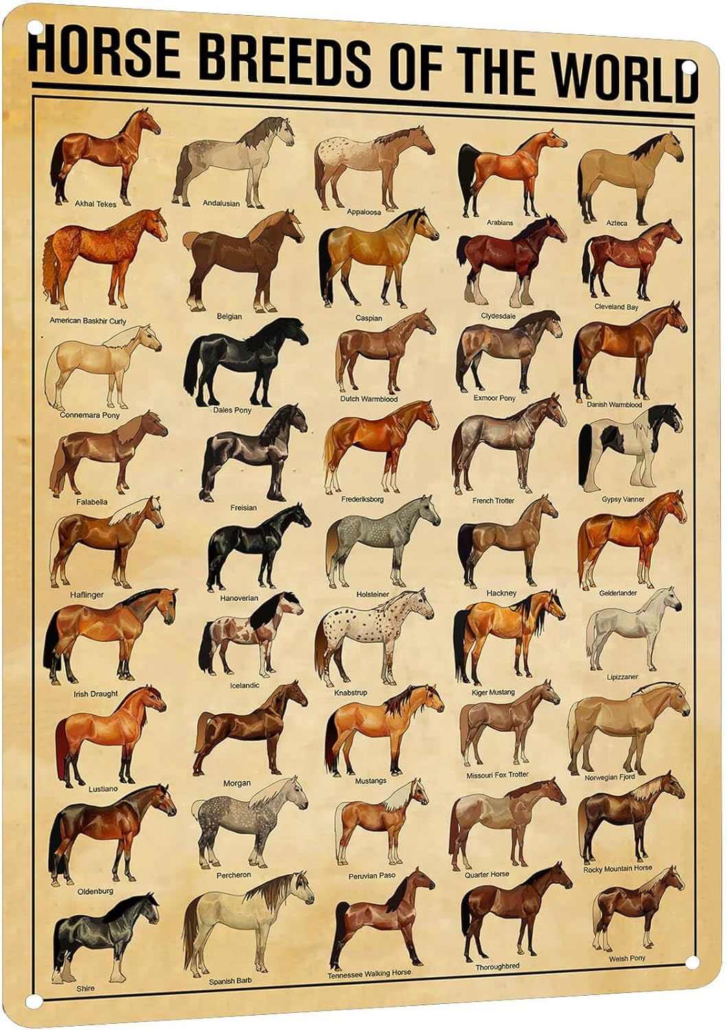 Amazon.com: HYBLOM Horse Breeds Of The World Metal Tin Sign ...