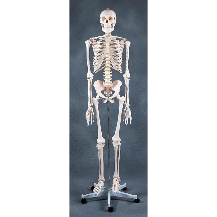 Buy Human Skeleton Anatomical Model 180cm - Medical Anatomy, Life-size ...