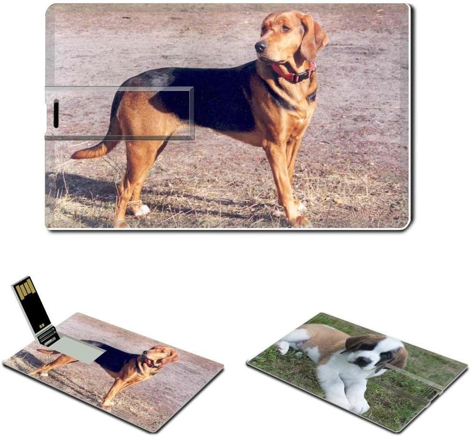 Amazon.com: 8GB USB Flash Drive 2.0 Memory Stick Animal Dog Treeing ...