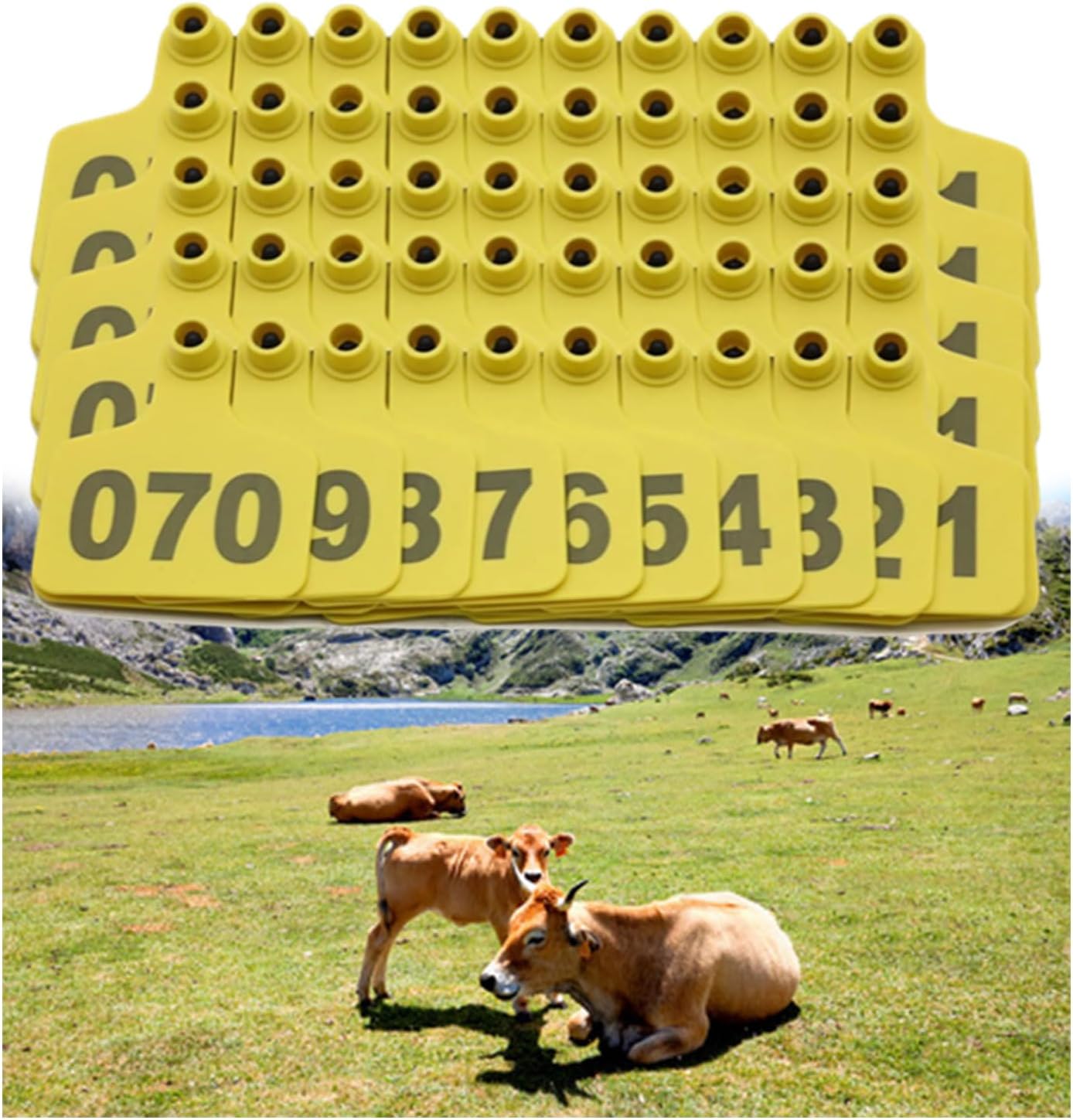 Amazon.com: tianhengrui Cattle Ear Tags 100 Pcs 1-1000 Numbered Tags ...