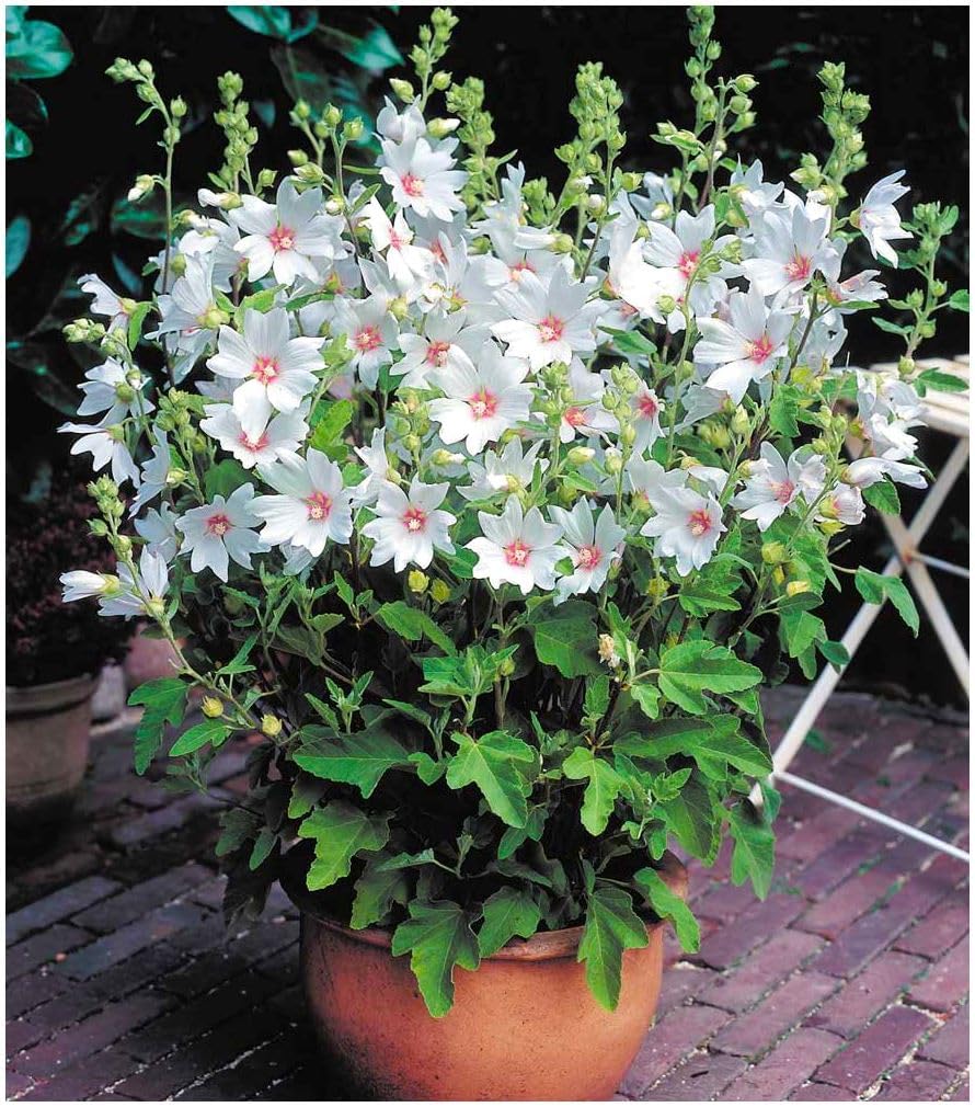 3 x Lavatera Mix Inv Varieties Like 'Rosea' - 'Barnsley' - 'Burgundy ...
