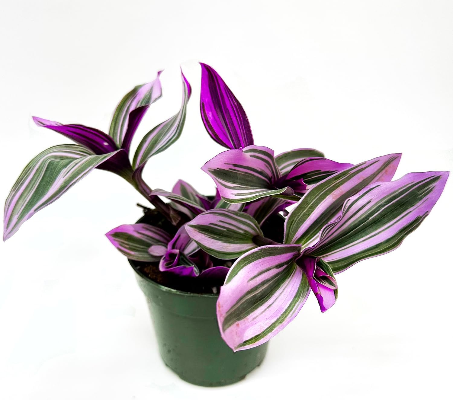 Amazon.com : Tradescantia Red Wandering Jew - Live Plant in a 2 Inch ...