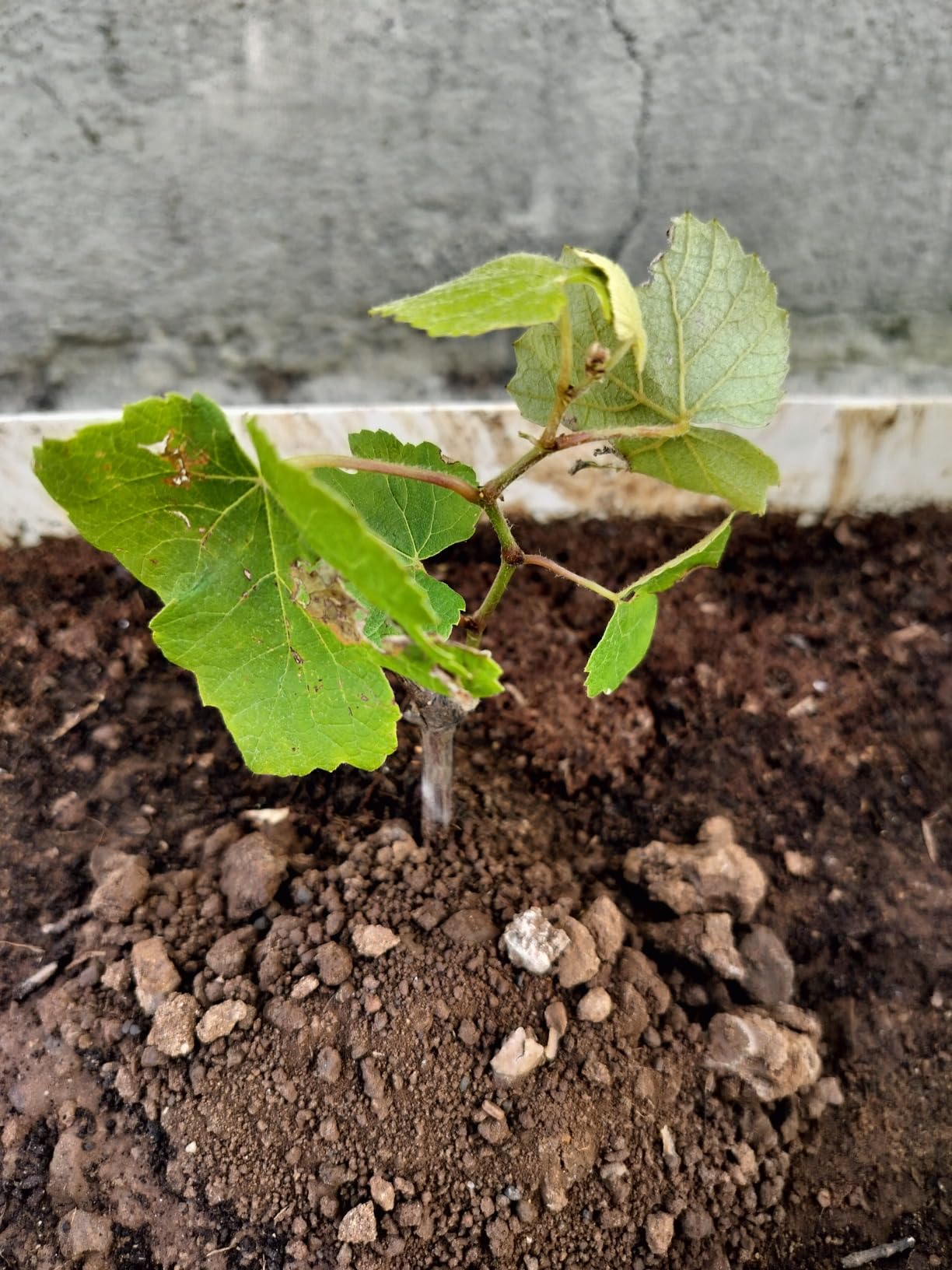 Green view® New Seedless Sweet Green Grape Fruit Air Layered plant ...