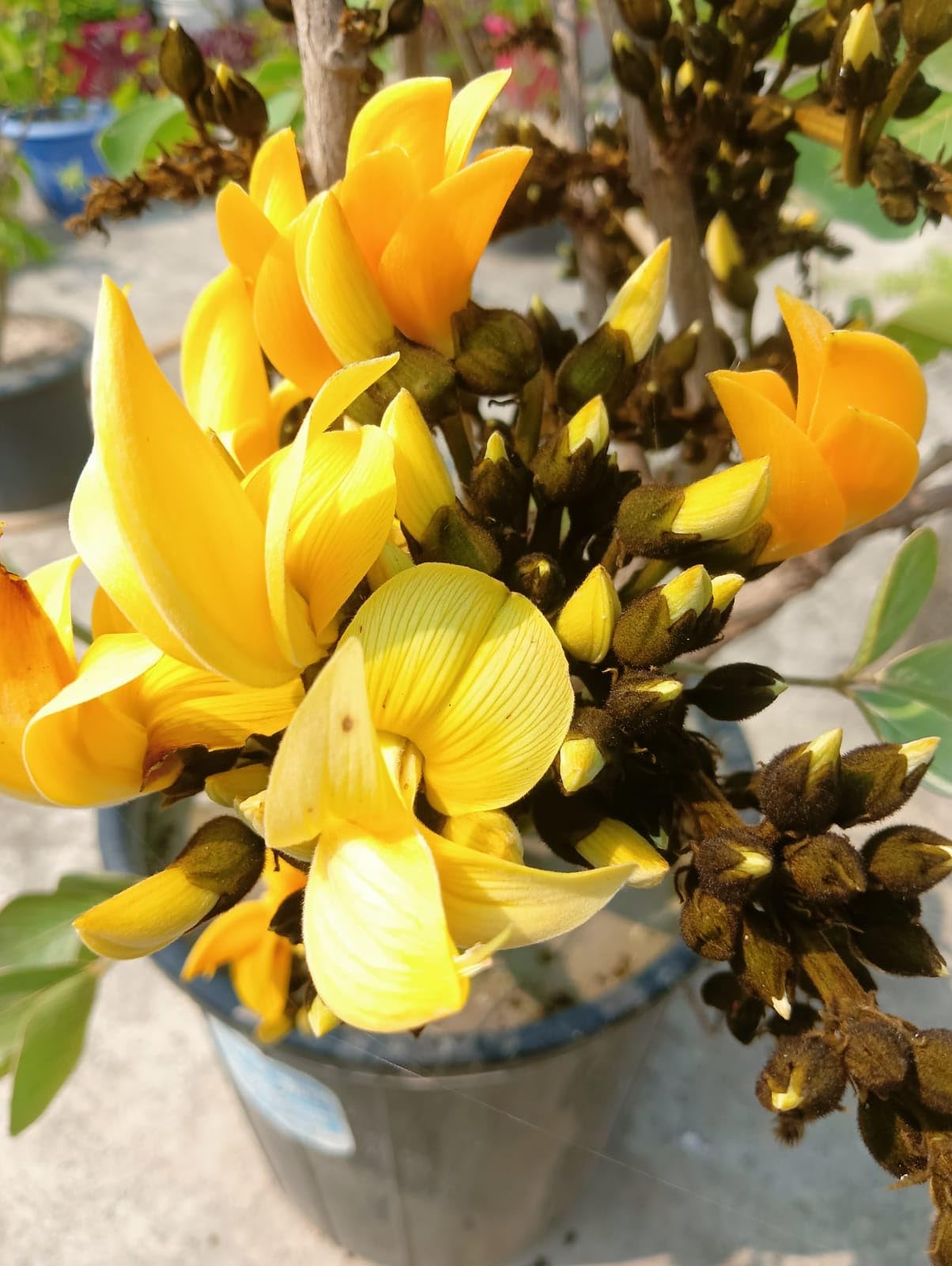 GREENERY NURSERY Rare Exotic Dwarf Yellow Palash/Butea Very Rare ...