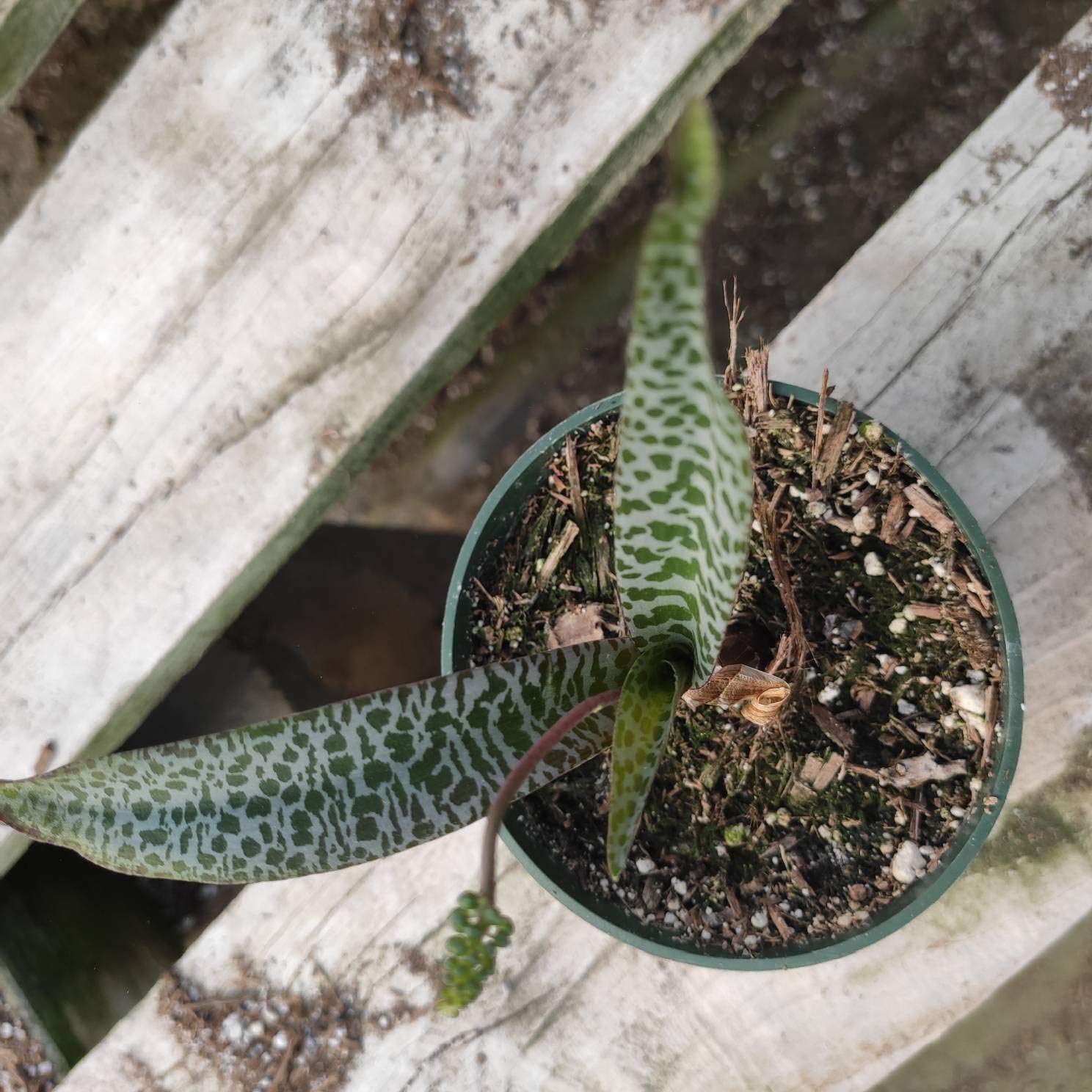 Ledebouria Ovatifolia Silver Squill Rare Succulent Plant Shown In 4 ...