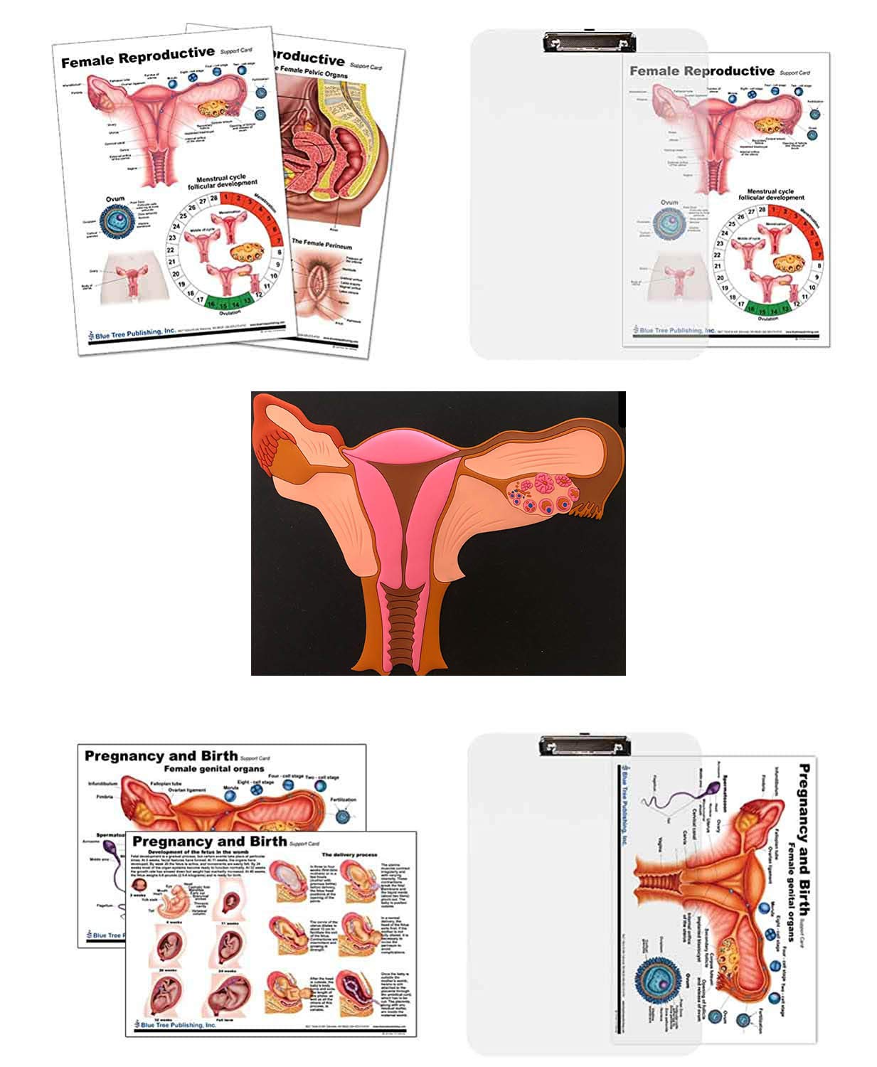 Amazon.com : Pregnancy and birth, Female Reproductive chart with insert ...