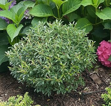 Amazon.com : Gem Box® Inkberry Holly - 4" Pot - Ilex glabra- Proven ...
