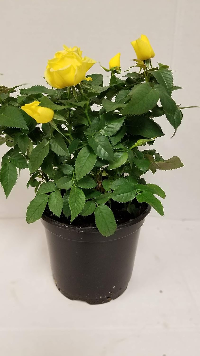 Amazon.com : Live 6" Mini Yellow Rose Bush in a 6" Plastic Grow Pot ...