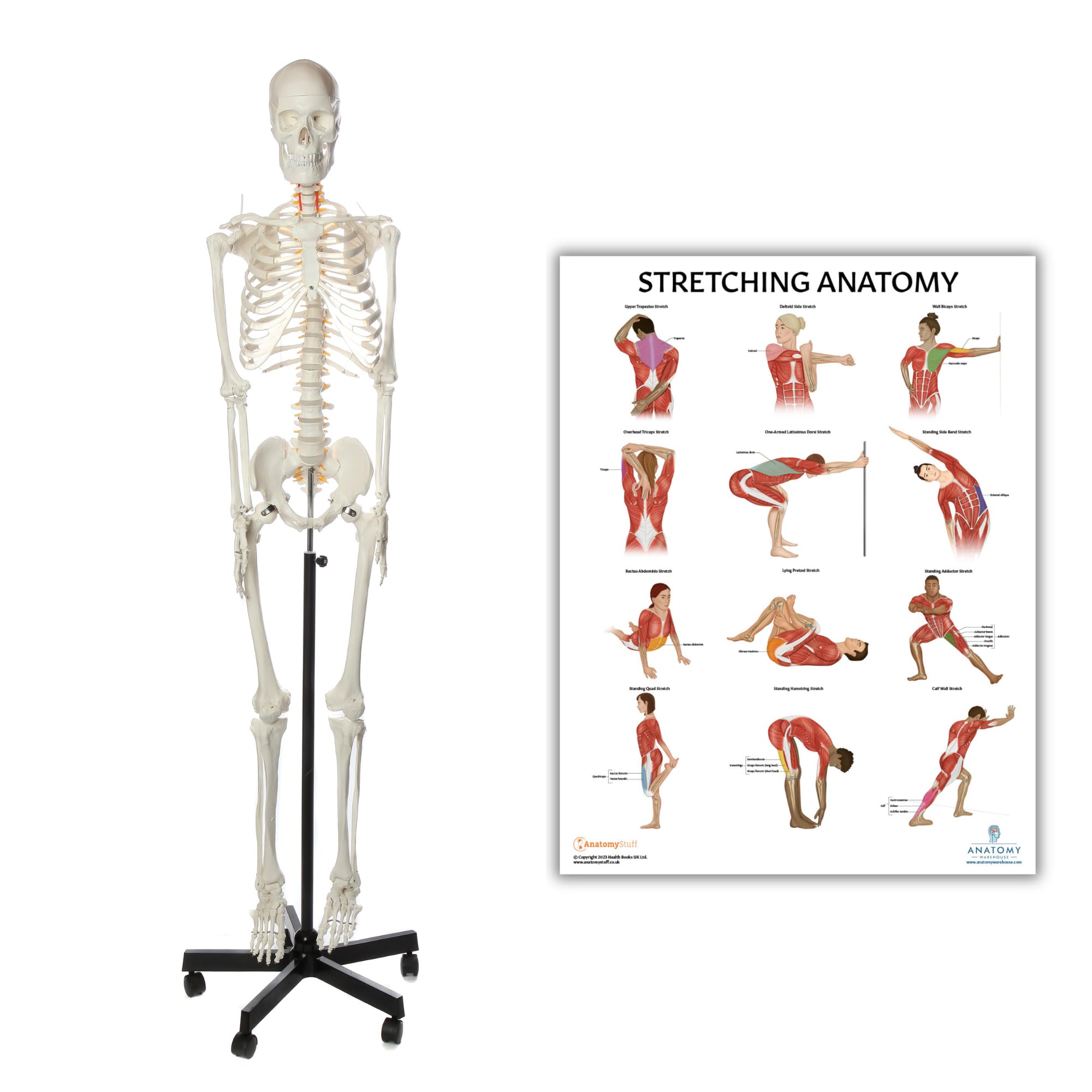 Buy Axis Scientific Flexible Life-Size Skeleton Anatomical Model Bundle ...