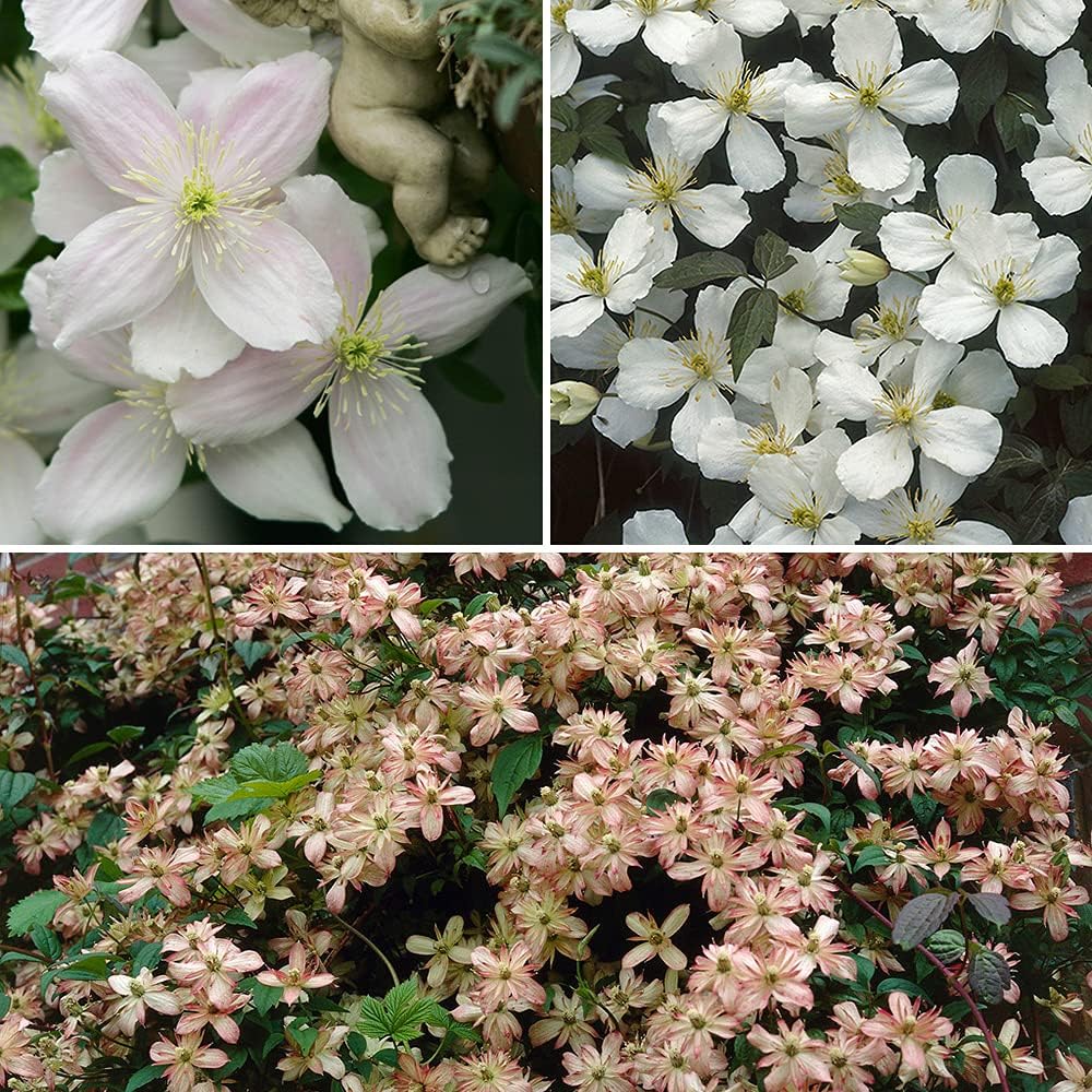 LOT OF 3 MIXED CLEMATIS CLIMBING PLANTS FAST GROWING IN 9 CM SIZED POTS ...