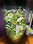 Amazon.com: AREPK Desktop Glass Plant Terrarium with Grow Light (H:7.8 ...
