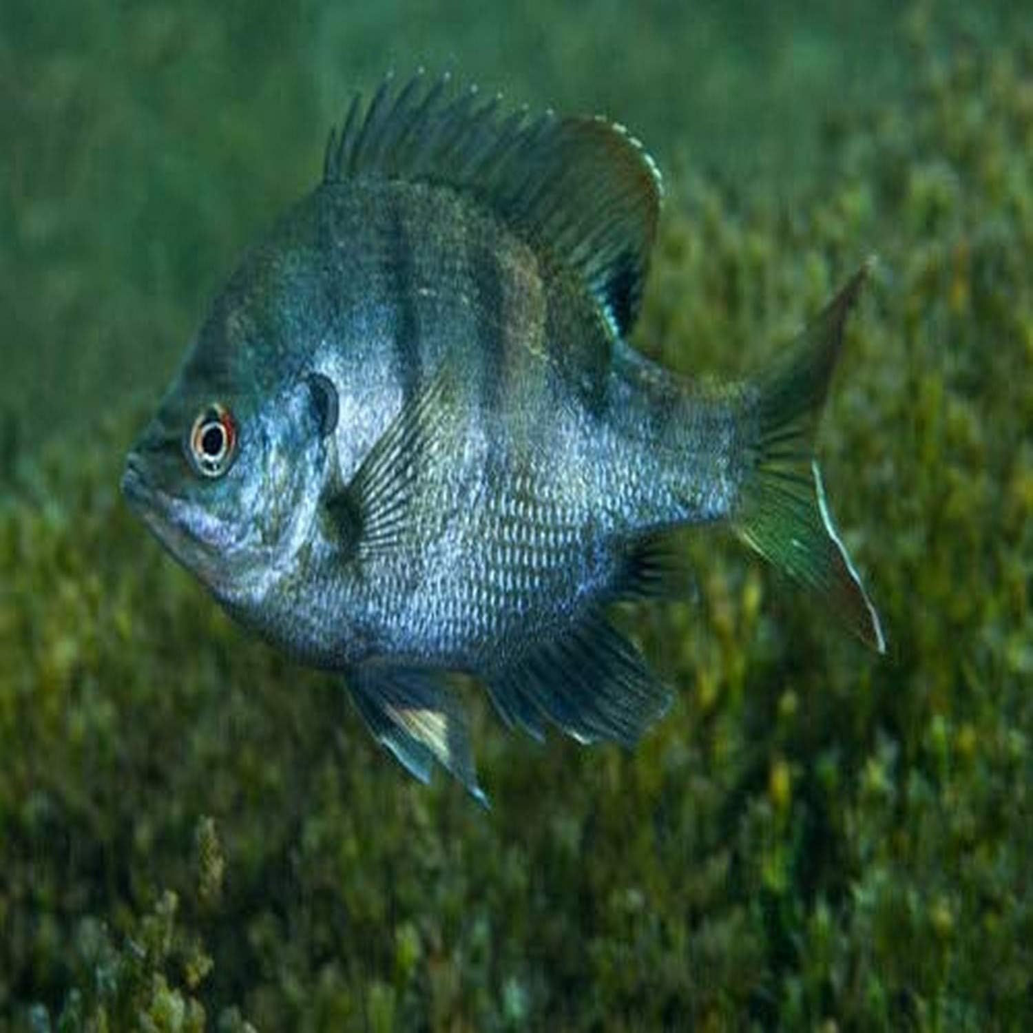 Amazon.com: A Bluegill freshwater fish in Morrison Springs Florida ...