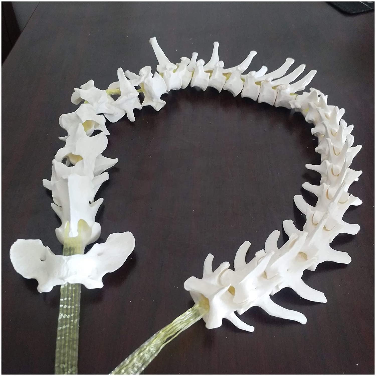 Modelo de Columna Vertebral de Perro - Modelo de Hueso de Esqueleto de ...