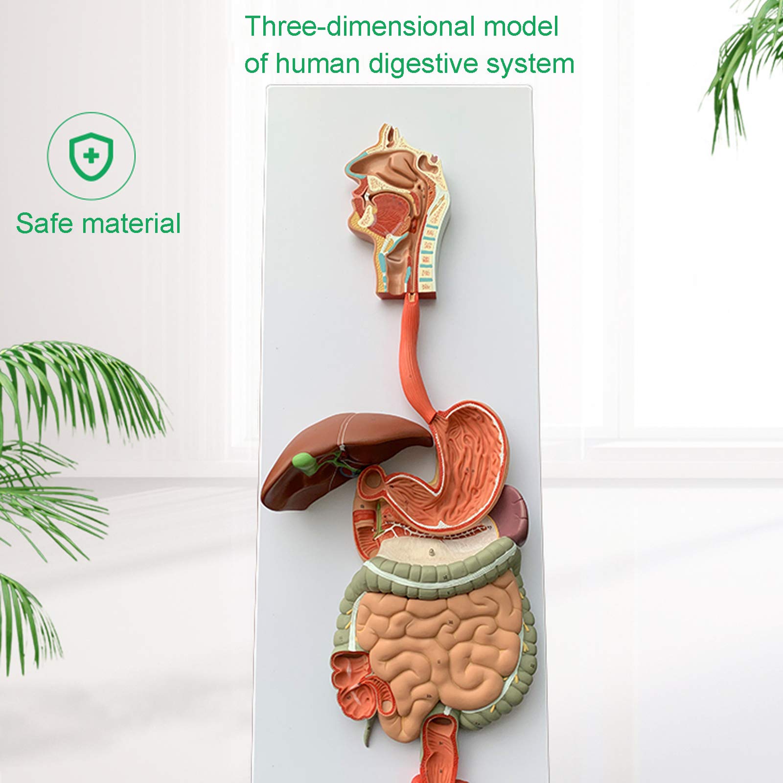 Anatomia Del Gray SISTEMA DIGESTIVO UMANO Modello Stomaco Anatomia ...